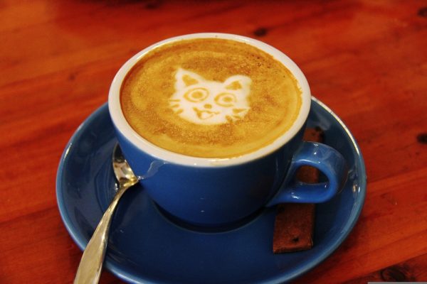 My Cat Drank Coffee! Here’s What to Do (Vet Answer) - Catster