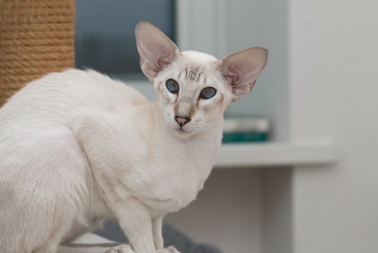 Colorpoint Shorthair Cat Breed Info, Pictures, Temperament & Traits ...