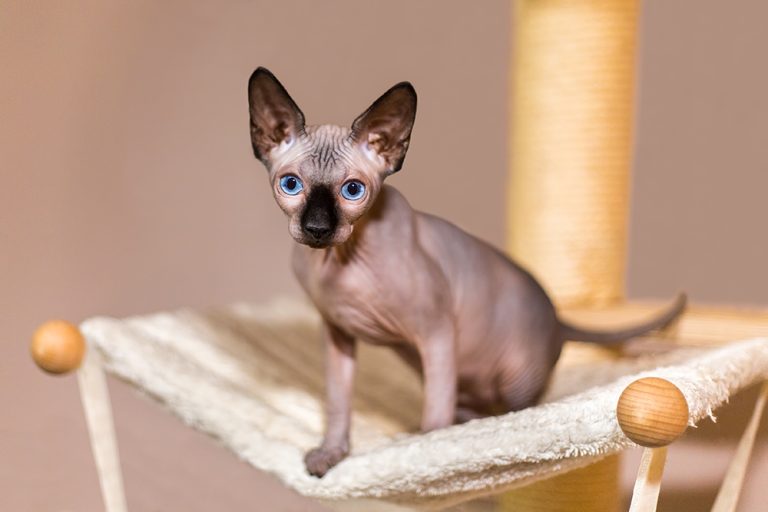 8 Different Sphynx Cat Colors: Vet-Verified Info & Pictures - Catster