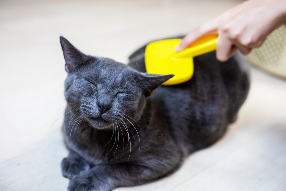 9 Best Cat Combs of 2025: Reviews & Top Picks - Catster
