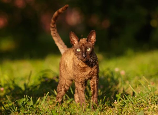 Cornish Rex vs. Sphynx: Differences Explained (With Pictures ...