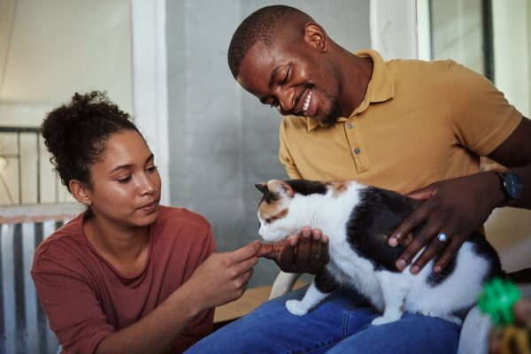 How to Approach a Cat (10 Great Vet-Verified Tips) - Catster
