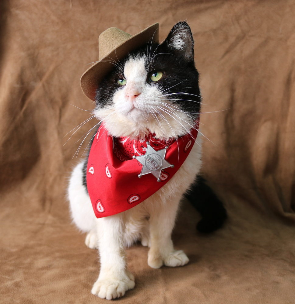 160+ Country Cat Names: Great Ideas for Your Western Cat - Catster