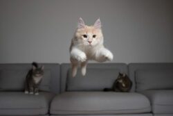 How Do Cats Jump So High? Vet-Approved Facts & FAQ - Catster