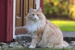 600 Names for Cream Colored Cats: The Ultimate List for Your Pet - Catster