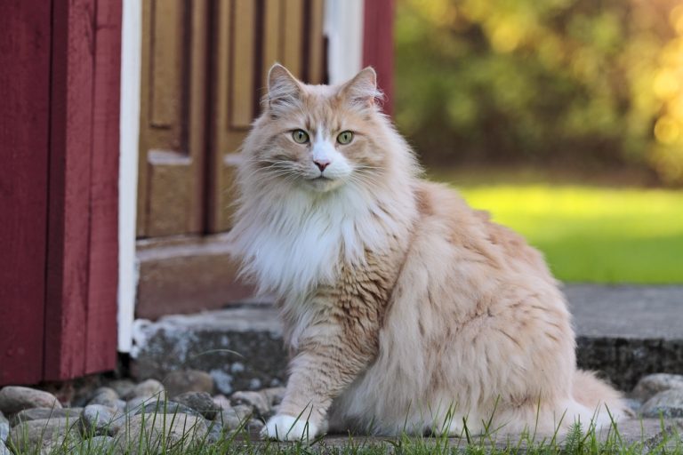 600 Names for Cream Colored Cats: The Ultimate List for Your Pet - Catster