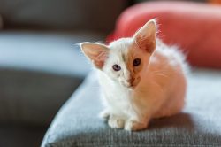 Balinese Cat Breed: Info, Pictures, Traits & Facts - Catster