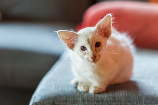 Kitten Development: First 12 Weeks (Vet-Reviewed Guide) - Catster
