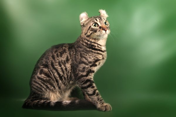 21 Hybrid Cat Breeds (With Info & Pictures) - Catster
