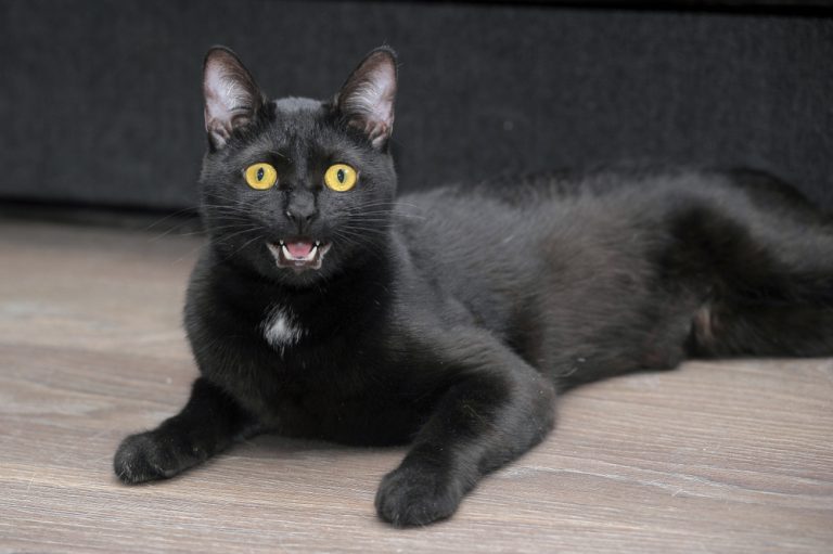 Is it True That All Black Cats Have Yellow Eyes? Myths, Facts & FAQ ...