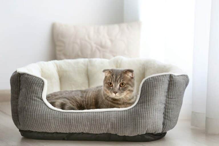 7 Best Cat Beds for Large Cats in 2026 - Reviews & Top Picks - Catster