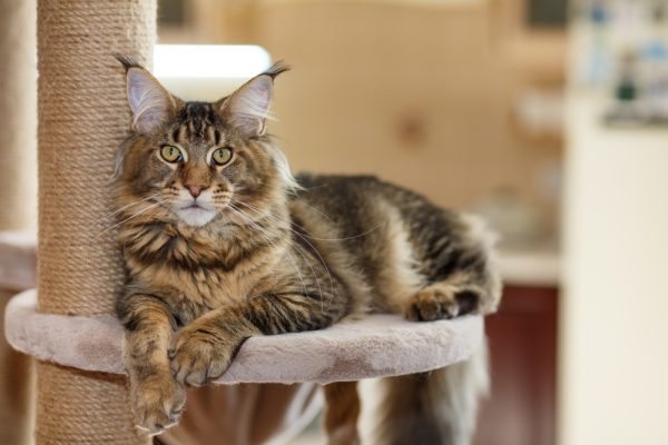 Cat Stereotypes: Vet-Reviewed Myths & Facts on Color-Based ...