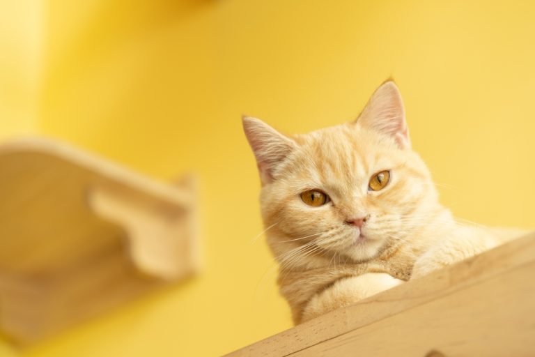 200+ Adorable Munchkin Cat Names: Unique Ideas for Your Kitty - Catster