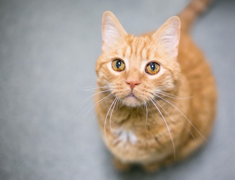 What Makes Orange Tabby Cats So Fascinating (It’s Not Just the Color ...