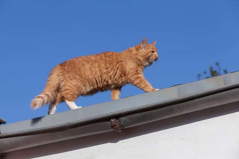 What Is High-Rise Syndrome? Cat Balcony Safety Explained - Catster