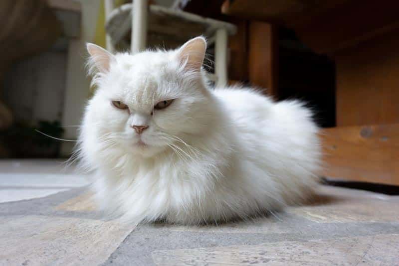 Do Deaf Cats Tend to Be More Affectionate? What You Need to Know! - Catster