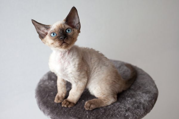 11 Devon Rex Colors (Common & Unique Varieties) - Catster