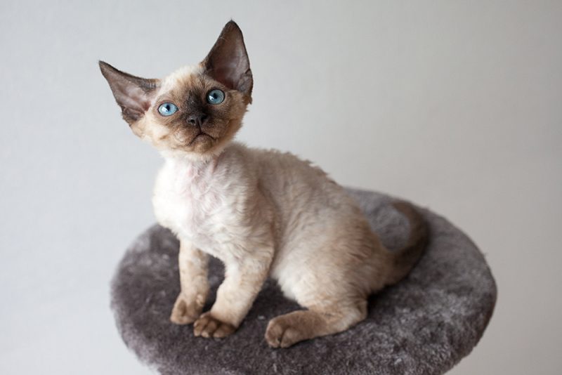 11 Devon Rex Colors (Common & Unique Varieties) - Catster