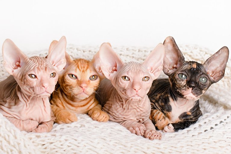 8 Different Sphynx Cat Colors: Vet-Verified Info & Pictures - Catster