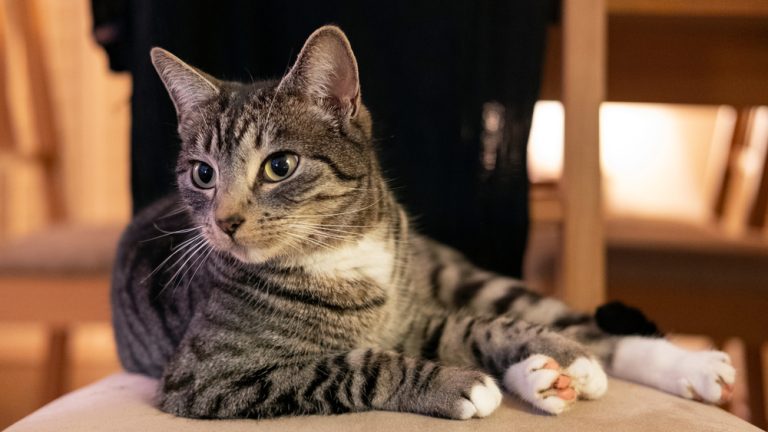 10 Fascinating Facts About Mackerel Tabby Cats (Vet-Verified) - Catster