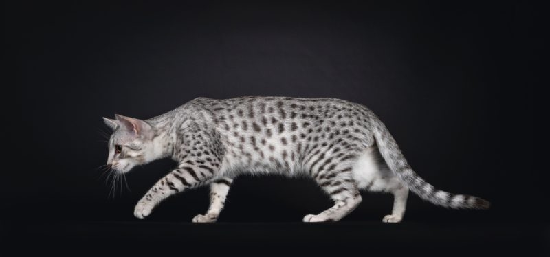 Egyptian Mau vs. Tabby Cat: The Differences (With Pictures) - Catster