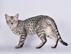 8 Most Common Cat Colors (With Info, Pictures & Breeds) - Catster