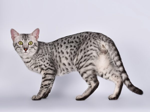 What Was the First Breed of Cat on Earth? Domestication Facts & History ...