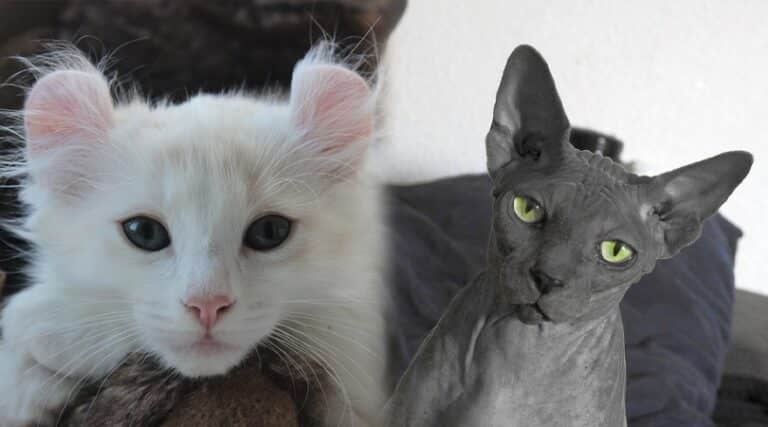 Elf Cat Breed Info: Pictures, Temperament & Traits - Catster