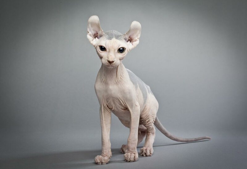 18 Cat Breeds With Huge Eyes (With Info & Pictures) - Catster