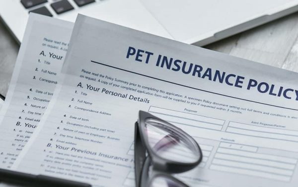 National Pet Insurance Month: 2025 Update & Interesting Facts - Catster