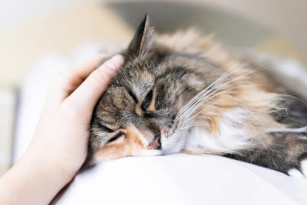 How Long Do Cats Mourn the Loss of Another Cat? Feline Grieving ...