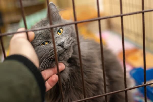 How to Treat Mange in Feral Cats: Our Vet Gives 8 Tips & Tricks - Catster
