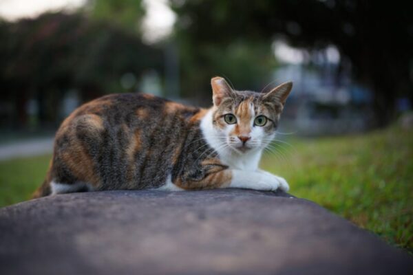 Are Feral Cats Bad for the Environment? Vet-Reviewed Pros, Cons & Facts ...