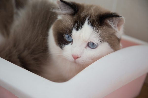 How to Make a Cat Poop When Constipated: 10 Vet-Verified Tips - Catster