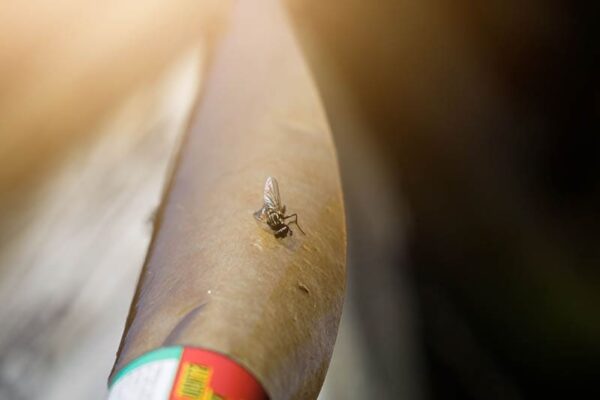 How to Get Flytrap Glue off a Cat: 4 Vet-Approved Steps - Catster