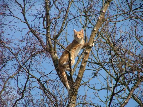 Can a Cat Climb Down a Tree? Vet-Reviewed Anatomy Facts & Rescue Tips ...