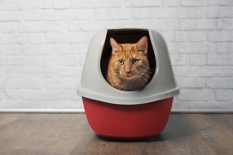 Why Do Cats Use Litter Boxes? Vet-Verified Facts & FAQ - Catster