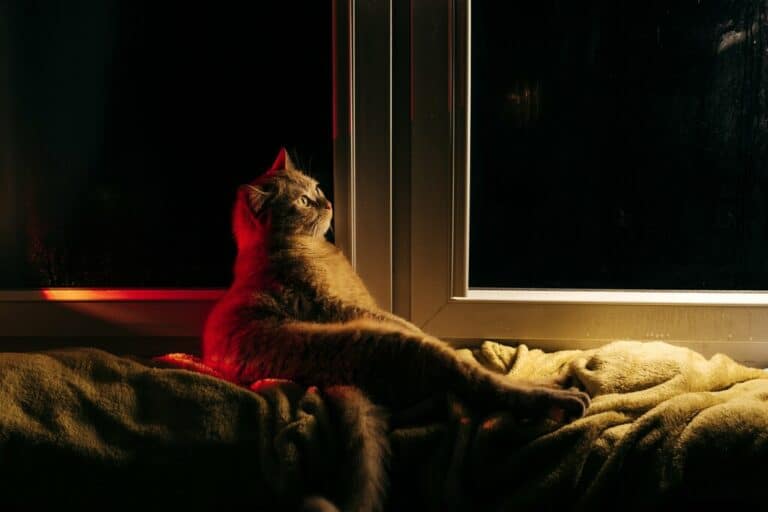 Should I Leave a Light on For My Cat? Vet-Approved Care Facts - Catster