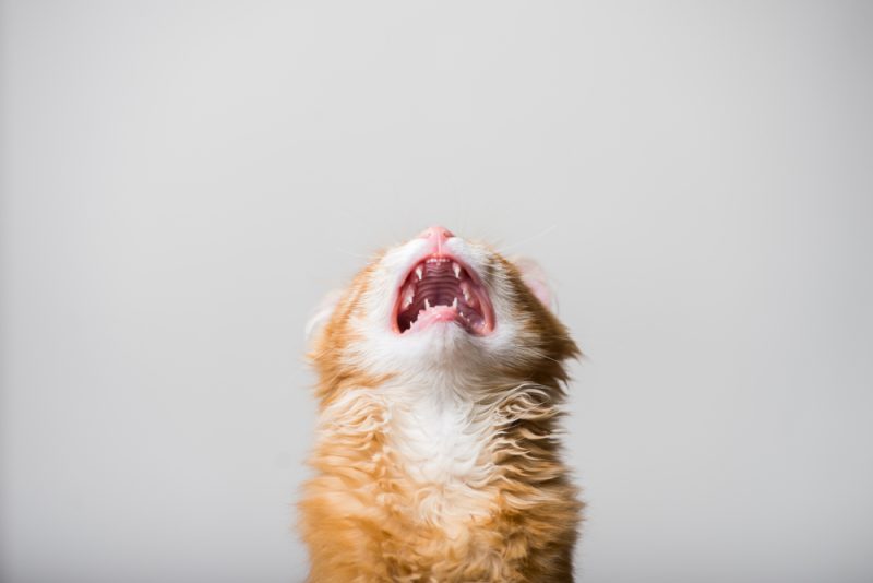 4 Angry Cat Sounds & Vet-Approved Tips on How to Calm Them - Catster