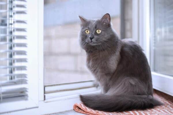 5 Best Cat-Proof Blinds Durable Enough to Last in 2025 - Reviews & Top ...