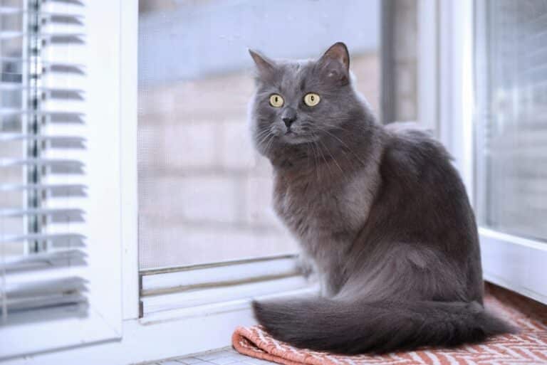 5 Best Cat-Proof Blinds Durable Enough to Last in 2025 - Reviews & Top ...
