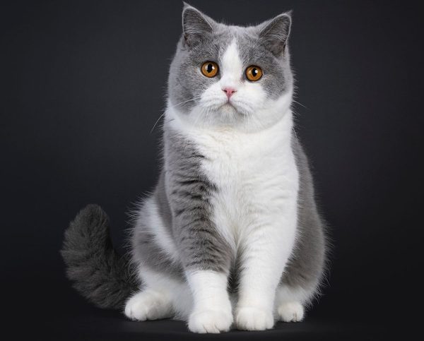 12 Grey & White Cat Breeds: Top Choices for Your Home (With Info ...