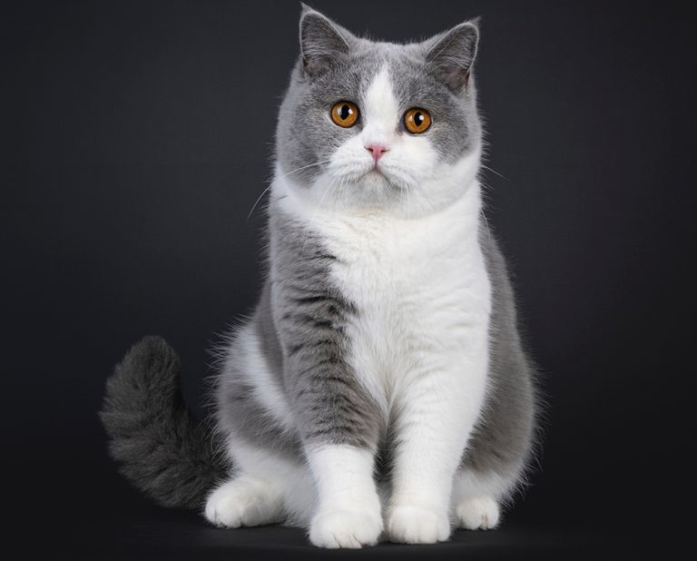 How Big Do British Shorthairs Get? Vet-Reviewed Growth & Weight Chart ...