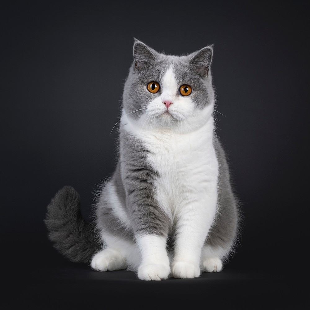 12 Grey & White Cat Breeds: Top Choices for Your Home (With Pictures ...