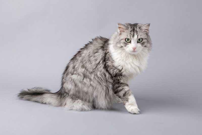520 Human Cat Names: Fun Options From A-Z - Catster
