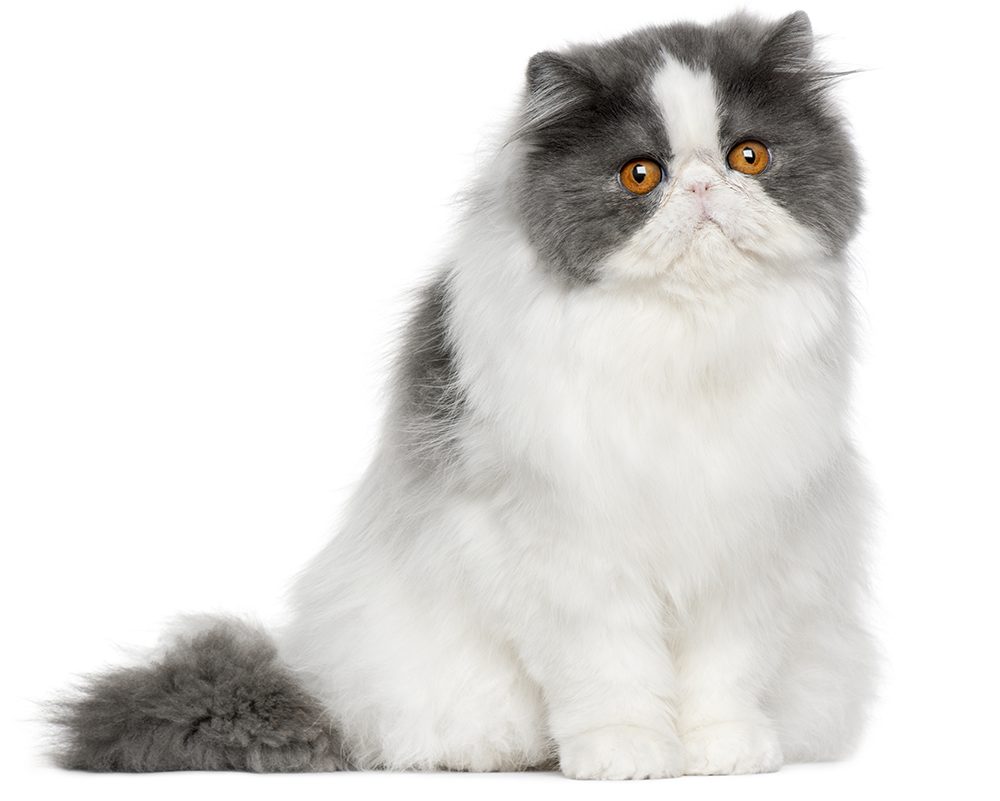 12 Grey & White Cat Breeds: Top Choices for Your Home (With Info ...