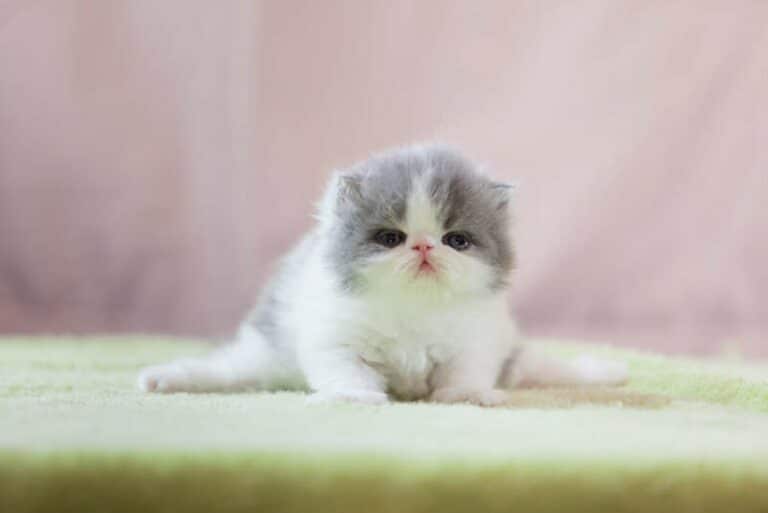 Persian Kittens for Sale in Indiana: Breeders List 2025 - Catster