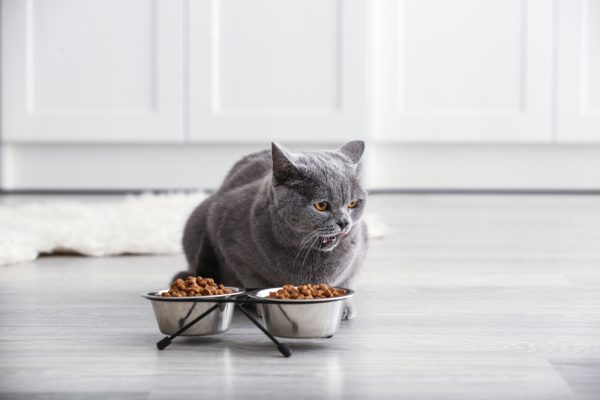 My Cat Takes Food Out of Their Bowl to Eat: 5 Vet-Reviewed Reasons ...
