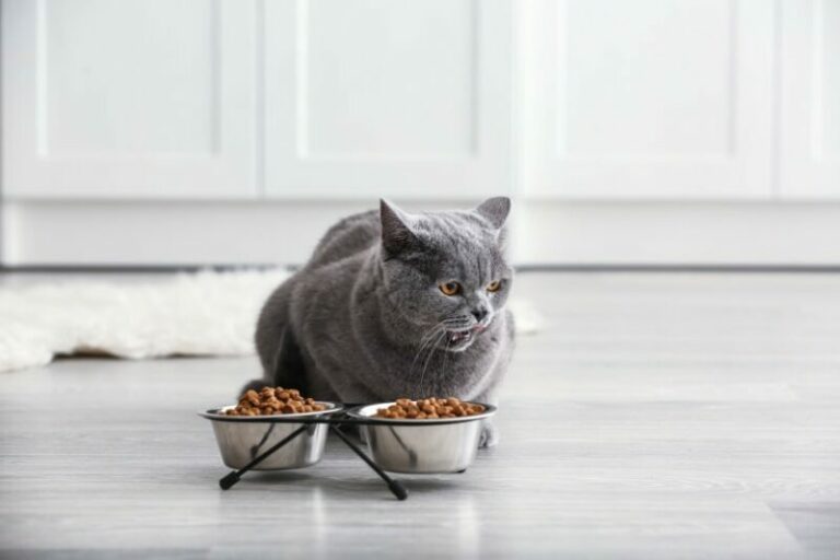 10 Best Dry Cat Foods in the UK in 2026: Reviews & Top Picks - Catster