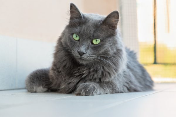 10 Blue Cat Breeds: An Overview (With Vet-Verified Info & Pictures ...